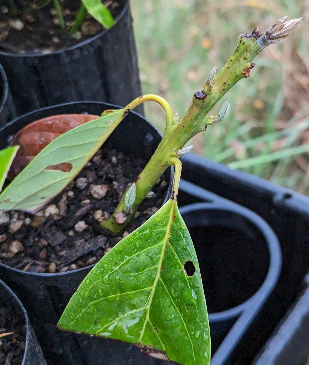 Rooting avocado cuttings - General Fruit Growing - Growing Fruit