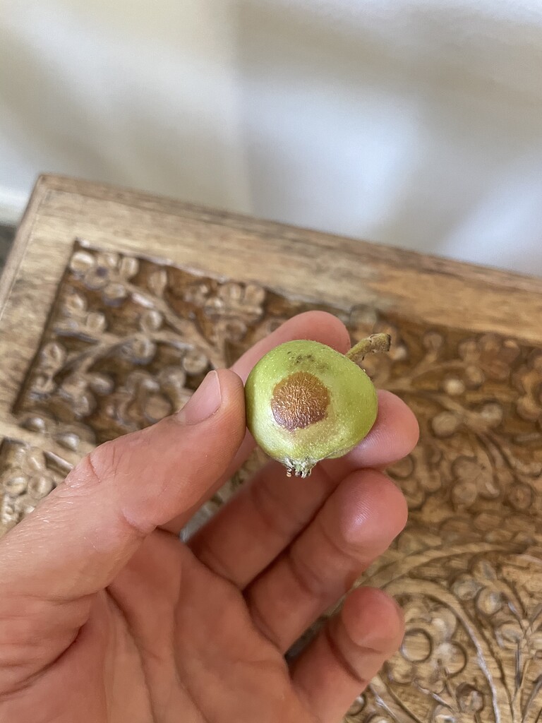 Getting to the bottom of fruit drop - General Fruit Growing - Growing Fruit