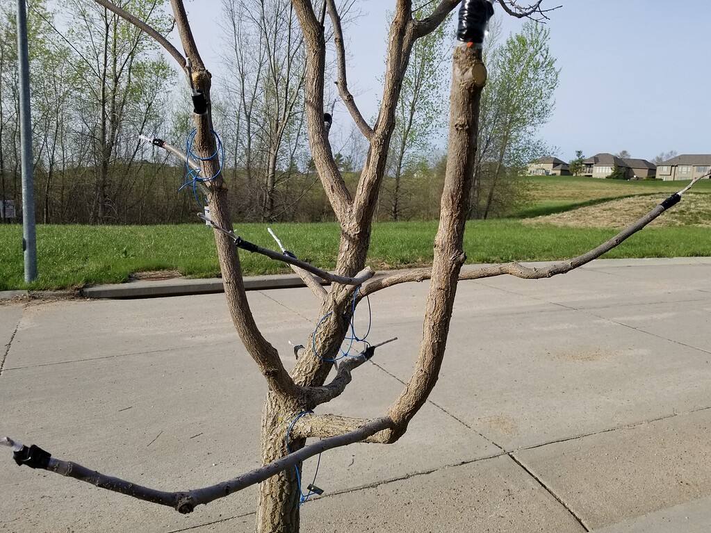 Prok American persimmon got a facelift - General Fruit Growing ...