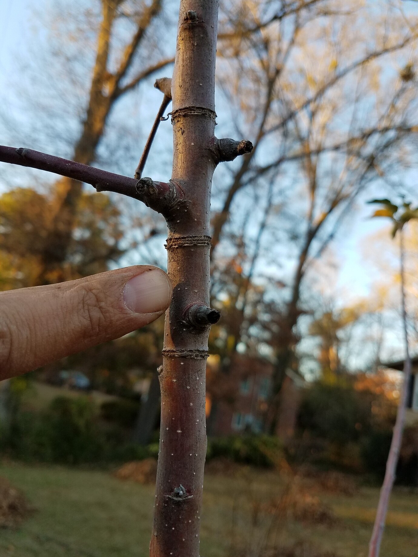 How many of you use the "notching" technique to encourage fruiting ...