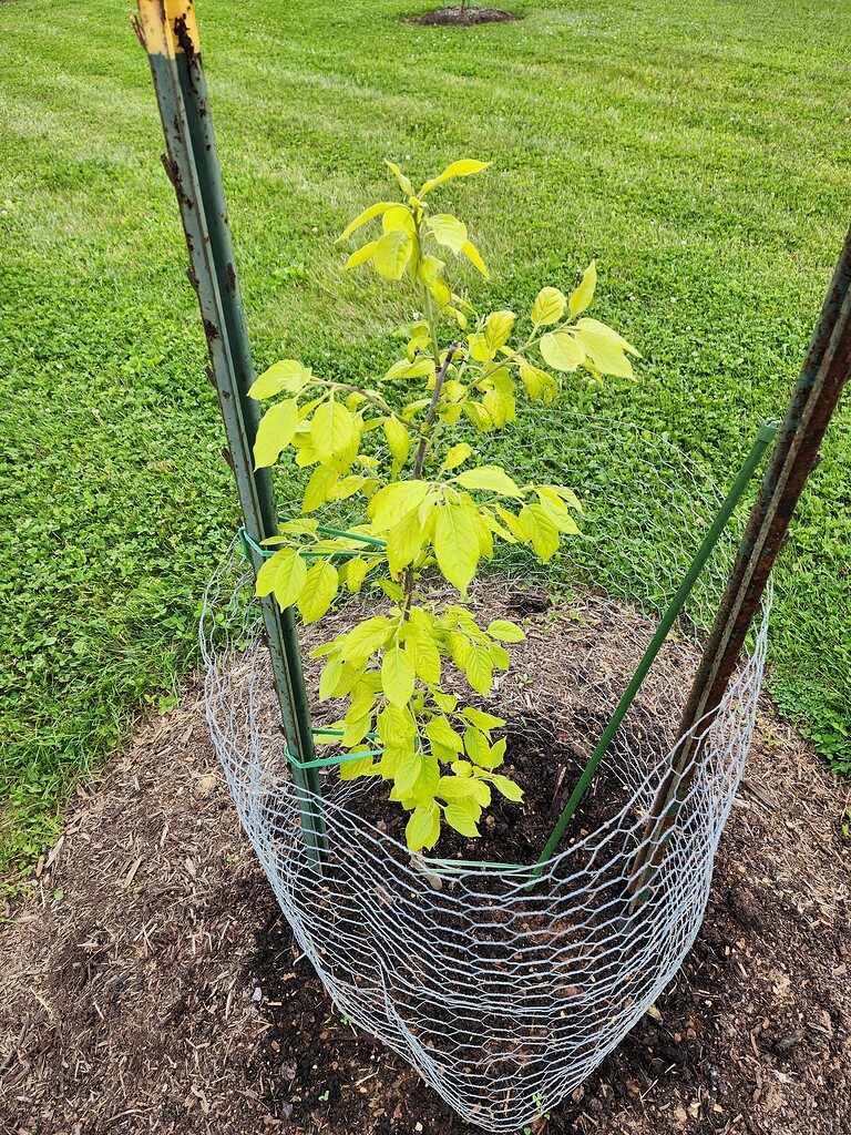 Yellow leaves american persimmon - General Fruit Growing - Growing Fruit