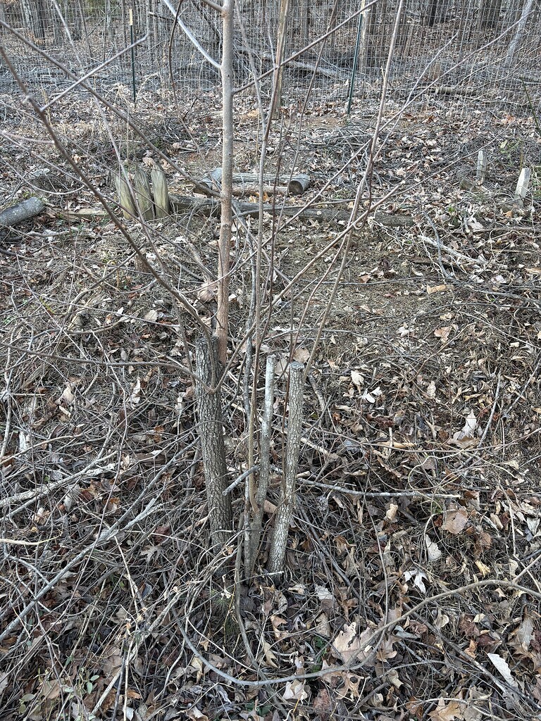 Grafting Fuyu persimmon into wild American persimmon tree? (picture ...