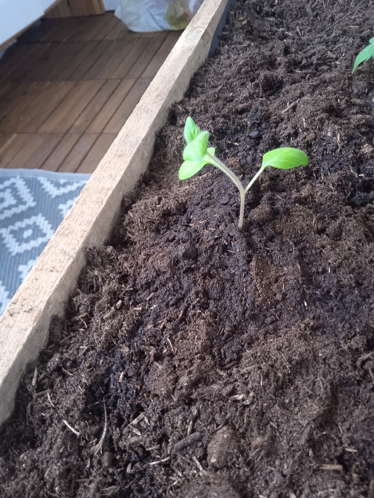 Potato seedling - General Gardening - Growing Fruit