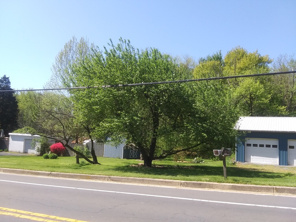 Big ol' Mcintosh tree- - General Fruit Growing - Growing Fruit