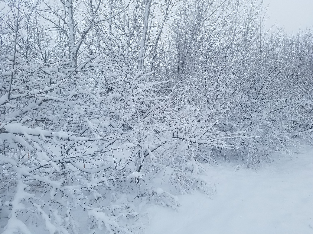 Winter orchard pictures from the Midwest - General Fruit Growing ...