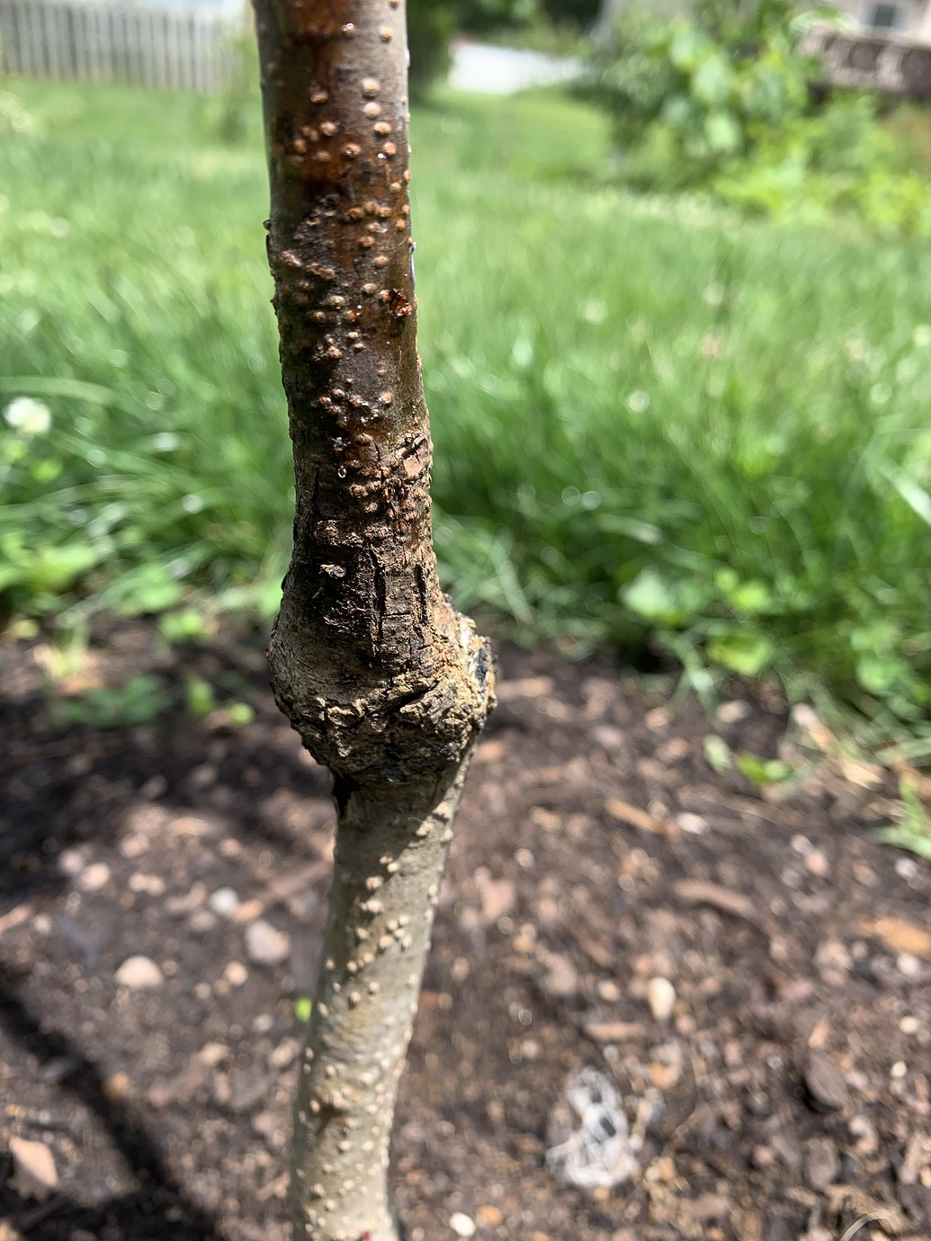 Persimmon disease? - General Fruit Growing - Growing Fruit