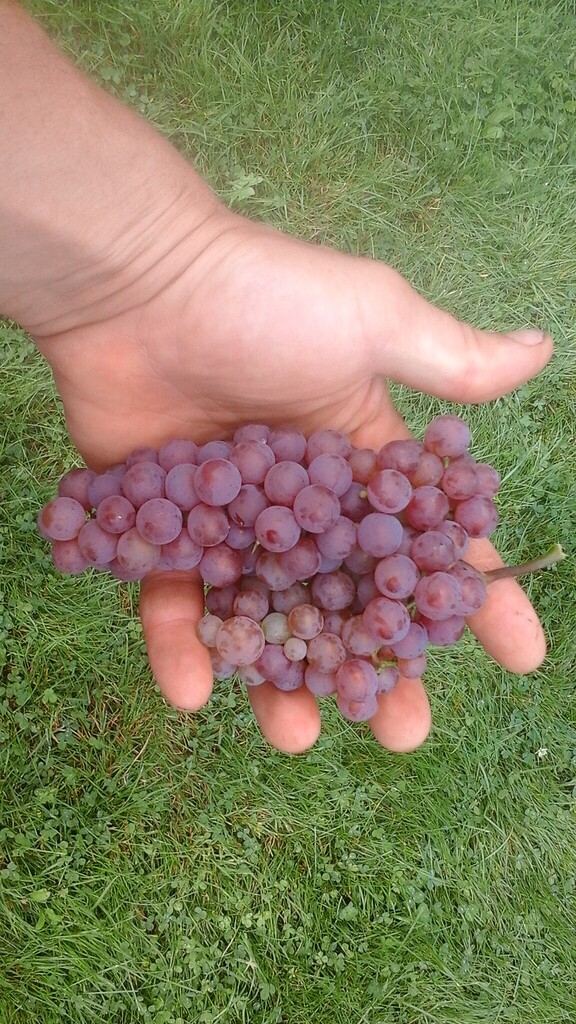 Somerset Grapes - General Fruit Growing - Growing Fruit