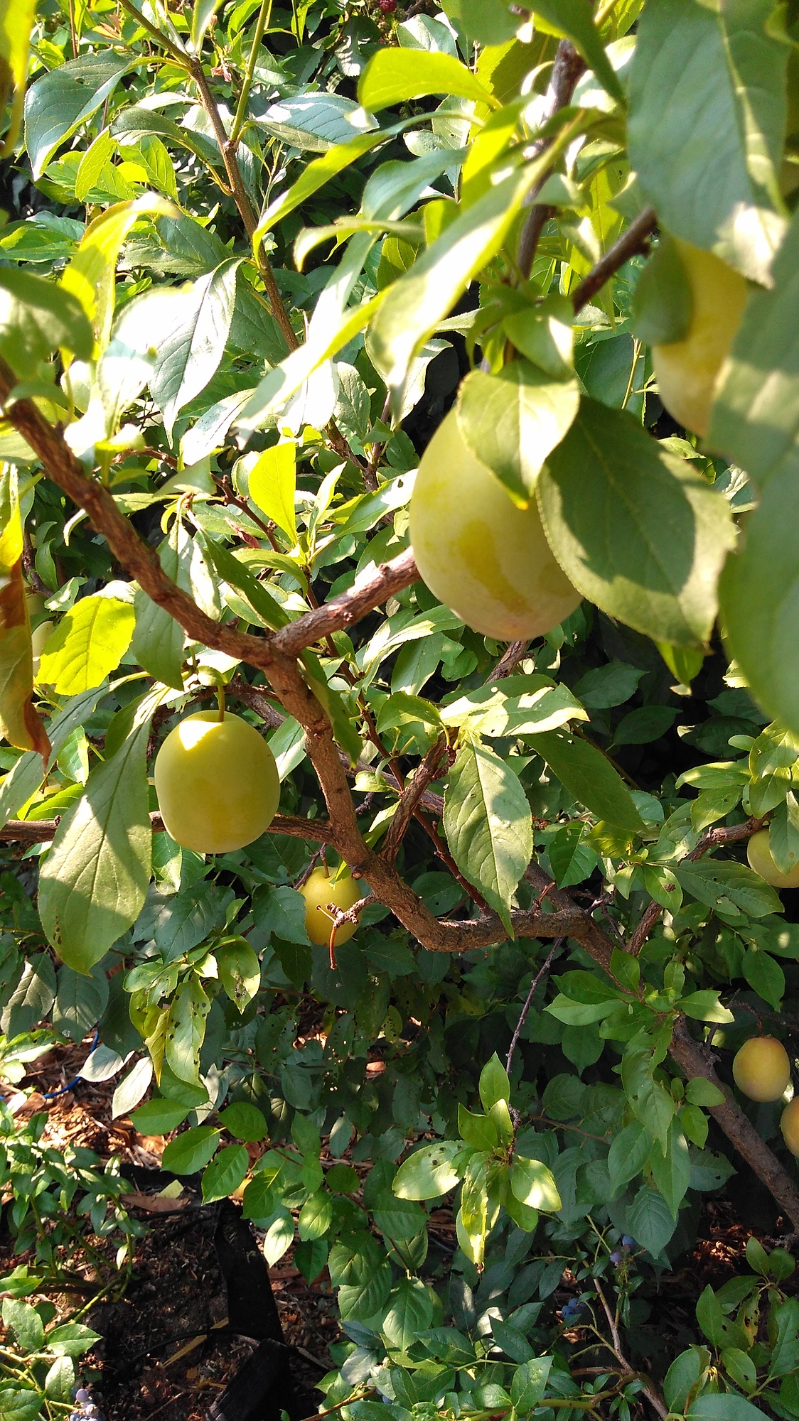 Flavor Grenade - General Fruit Growing - Growing Fruit