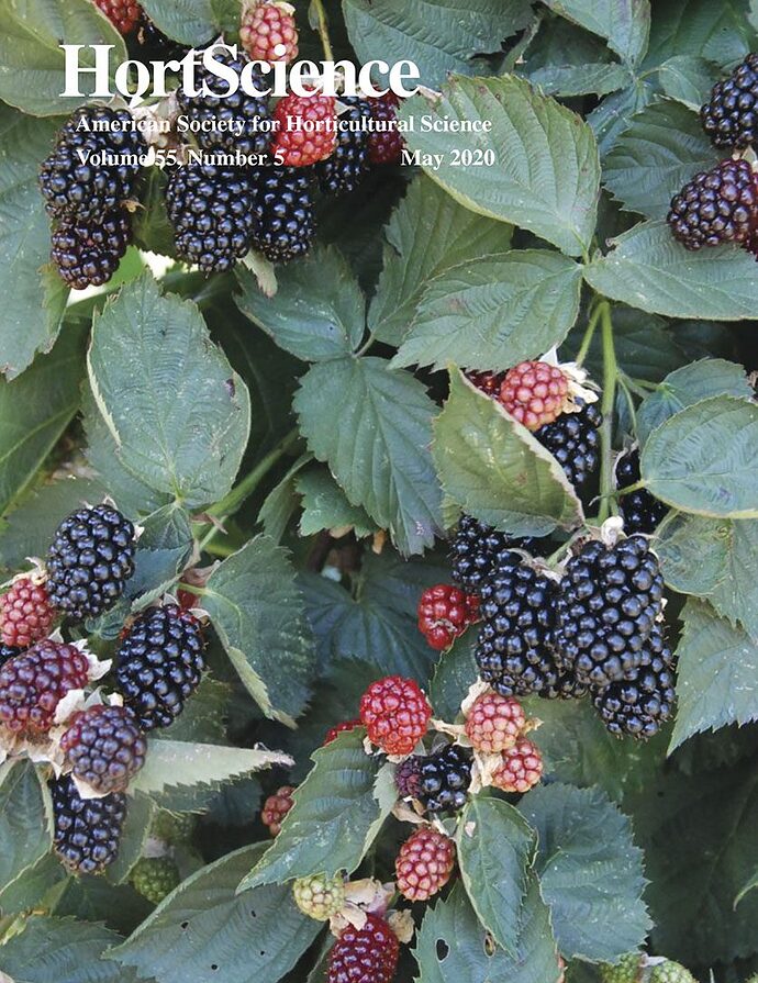 Anyone growing Eclipse blackberry? - General Fruit Growing - Growing Fruit