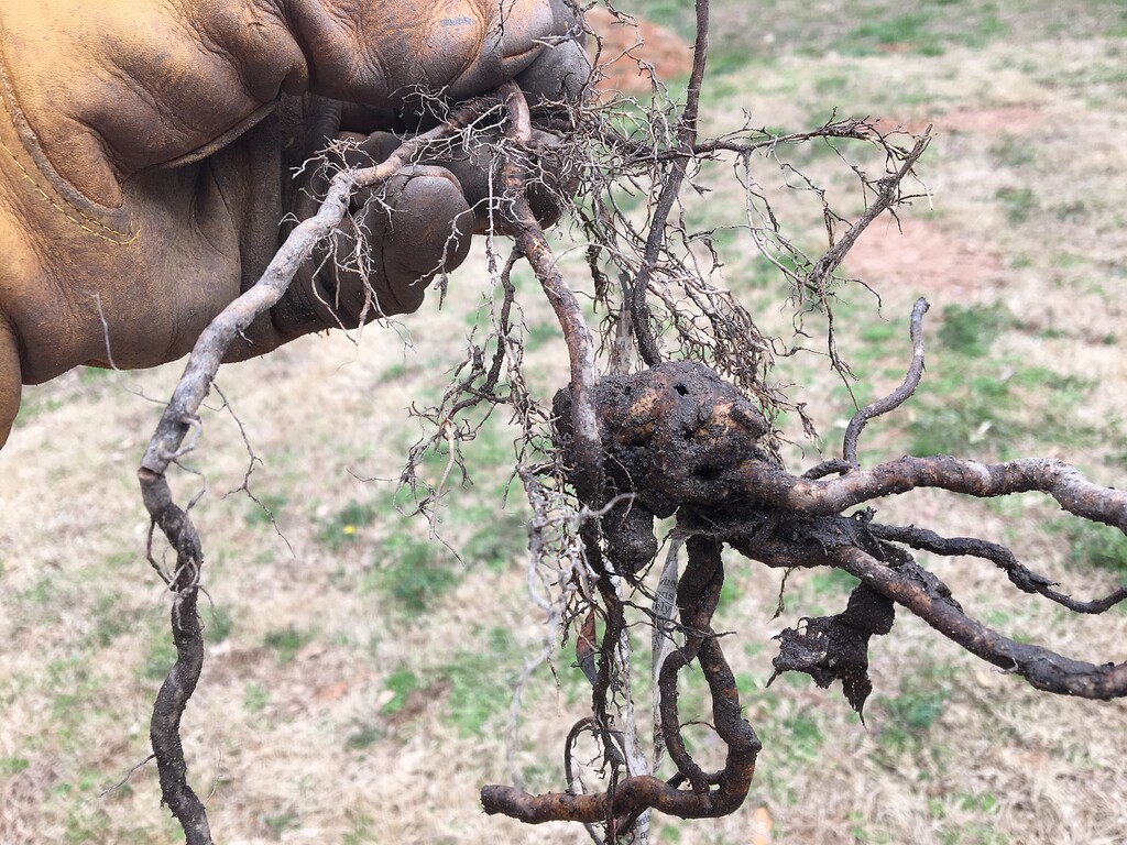 What is this on bare root blackberry? - General Fruit Growing - Growing ...