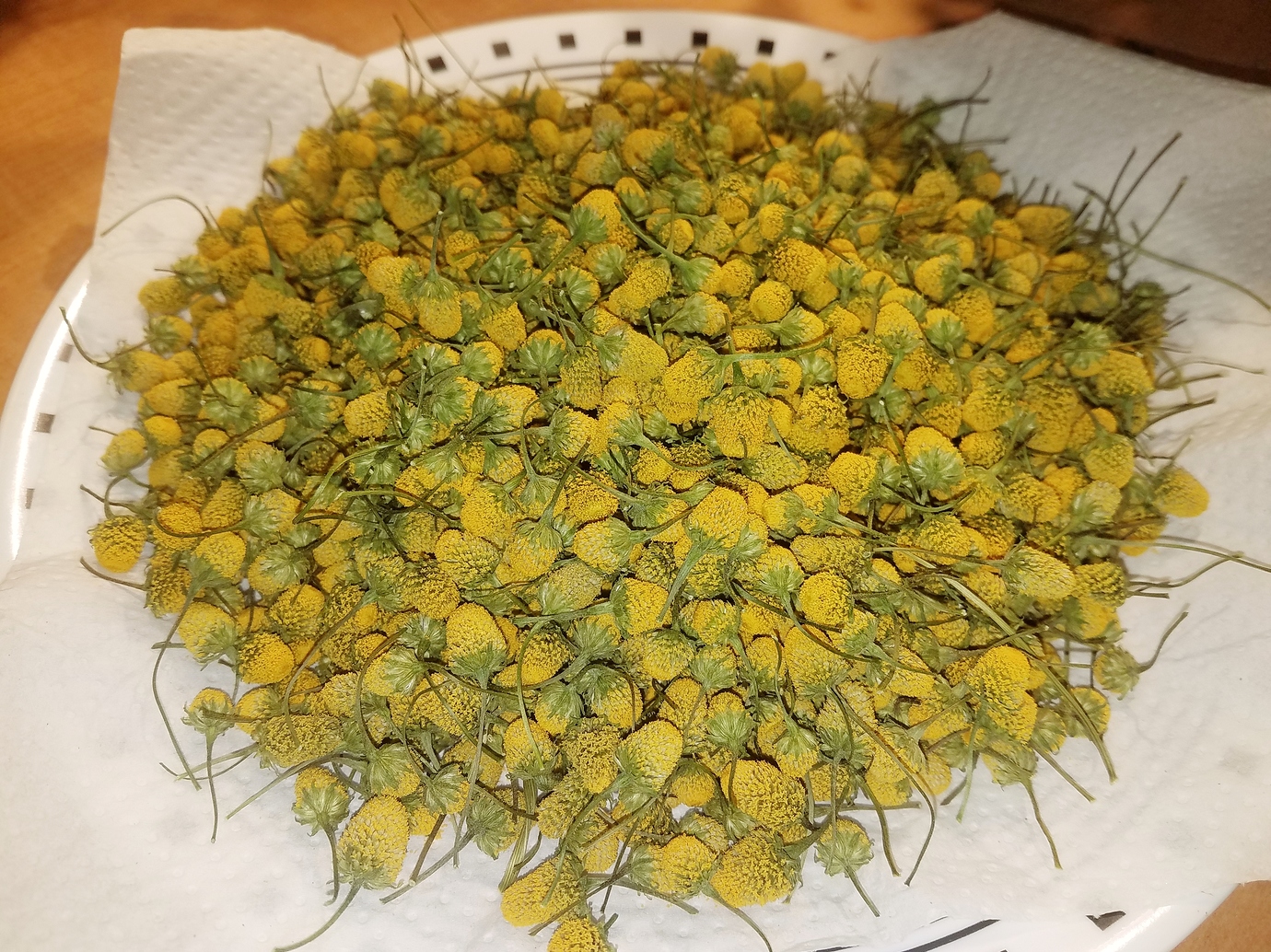 Juneberry from seed - General Fruit Growing - Growing Fruit