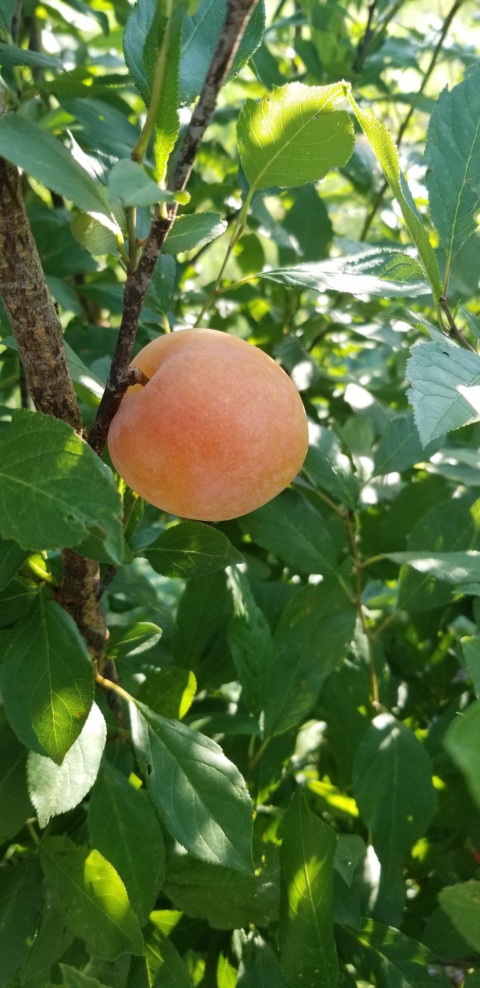 Splash Pluots - General Fruit Growing - Growing Fruit