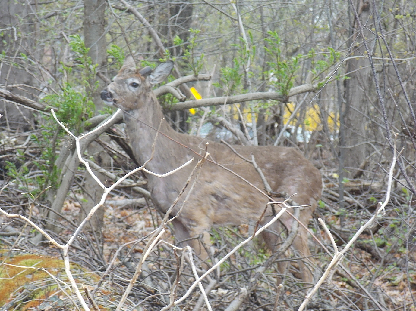Deer Damage winter18/19 - Pictures! - Growing Fruit