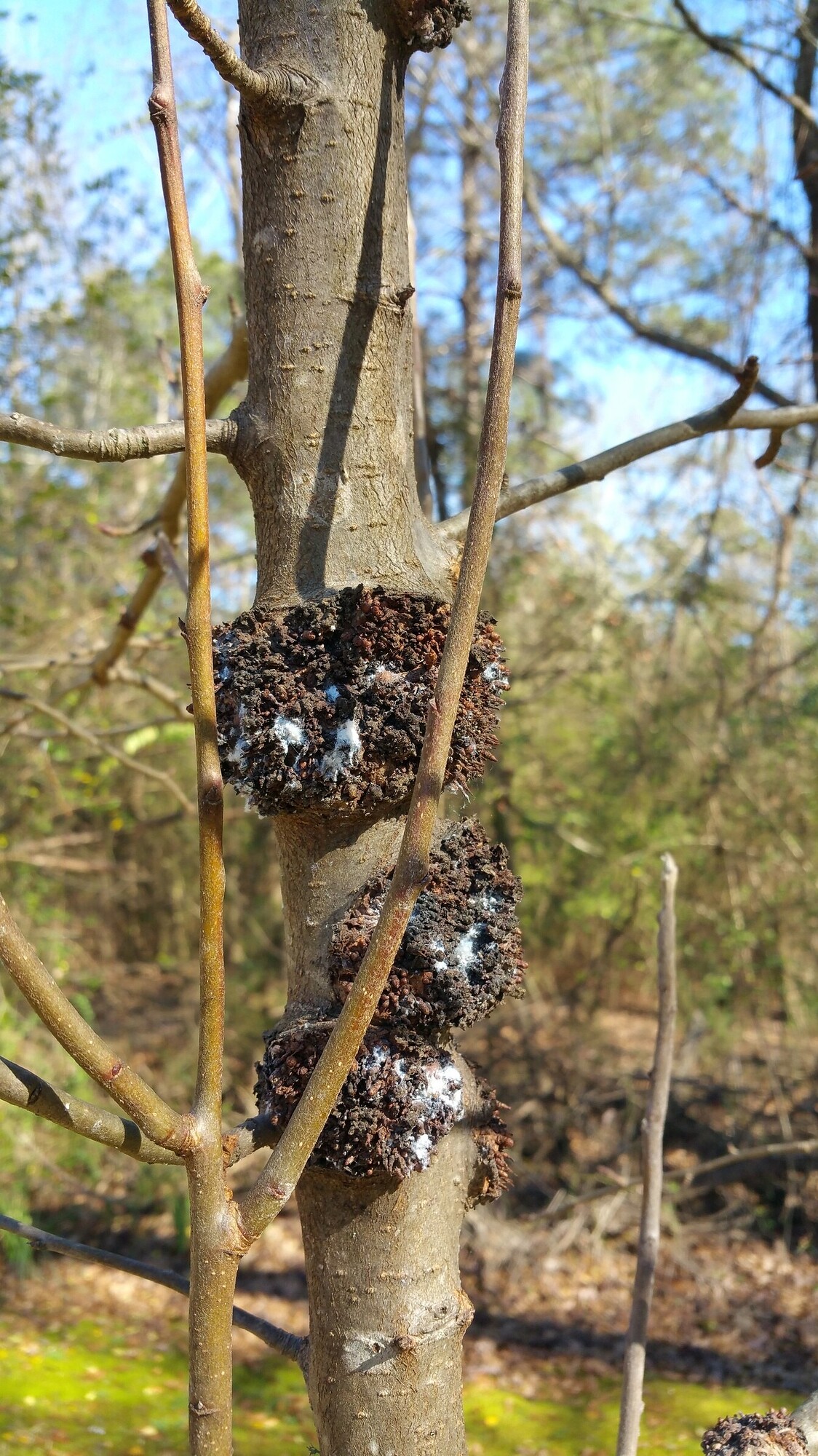 Strange growth on Fuji Apple Tree - General Fruit Growing - Growing Fruit