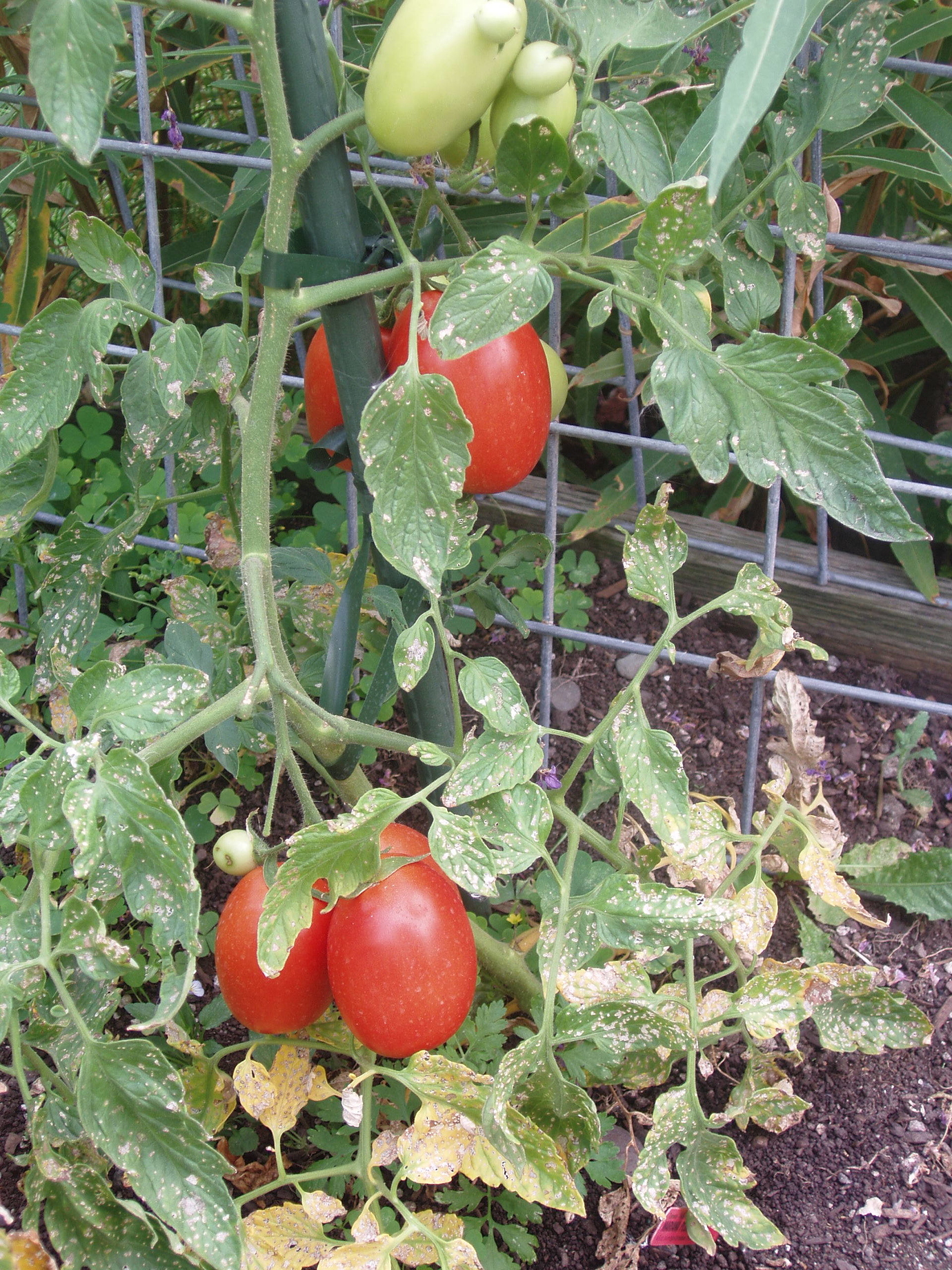 Paste tomatoes (pictures) - General Gardening - Growing Fruit