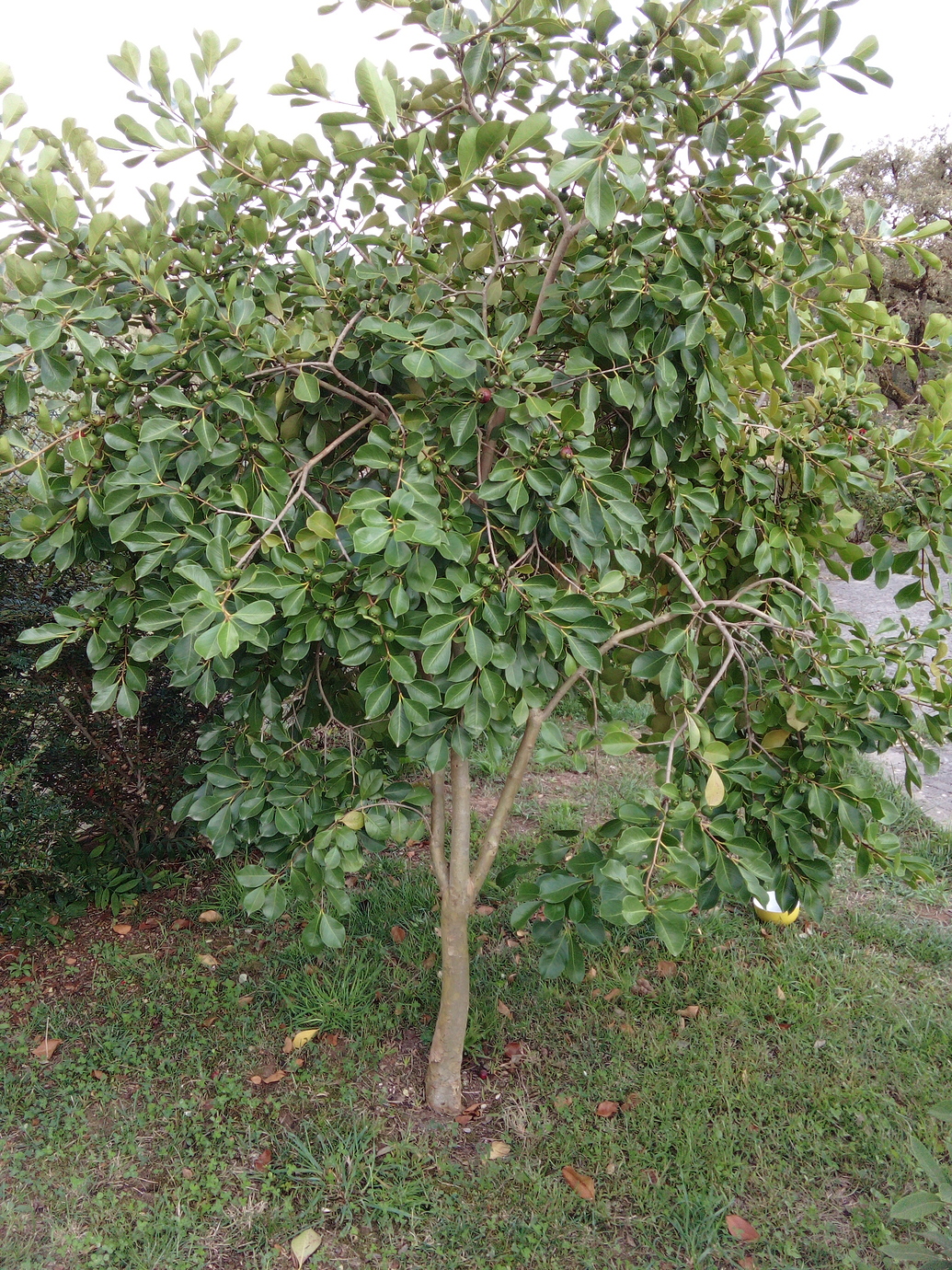 Psidium longipetiolatum (mountain cherry guava) - General Fruit Growing ...