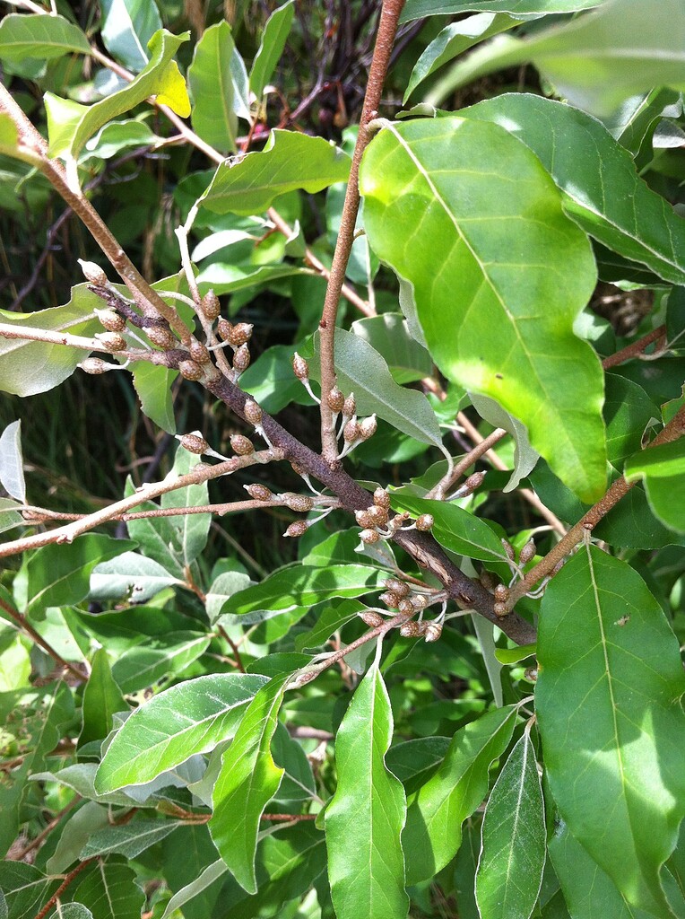 Goumi fruit - General Fruit Growing - Growing Fruit