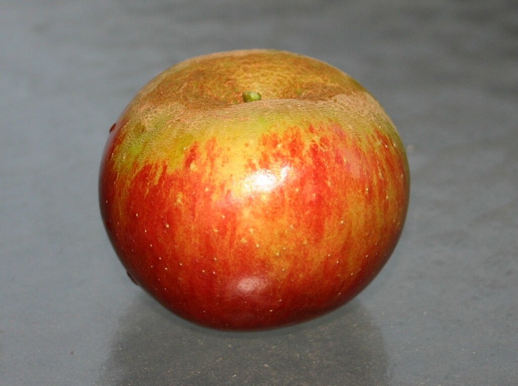 'Akane' Apple - General Fruit Growing - Growing Fruit