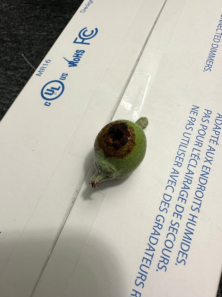 What made this bite? - General Fruit Growing - Growing Fruit