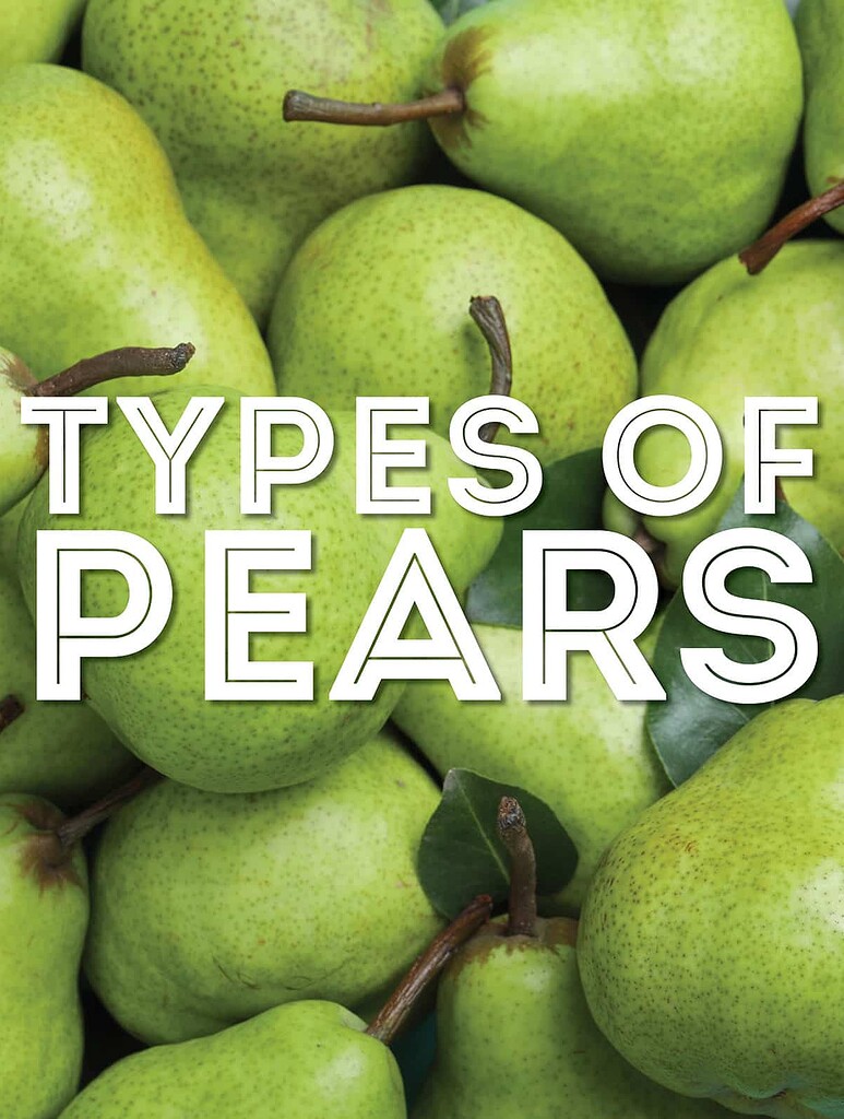 29 types of pears according to live ,eat, learn - General Fruit Growing ...