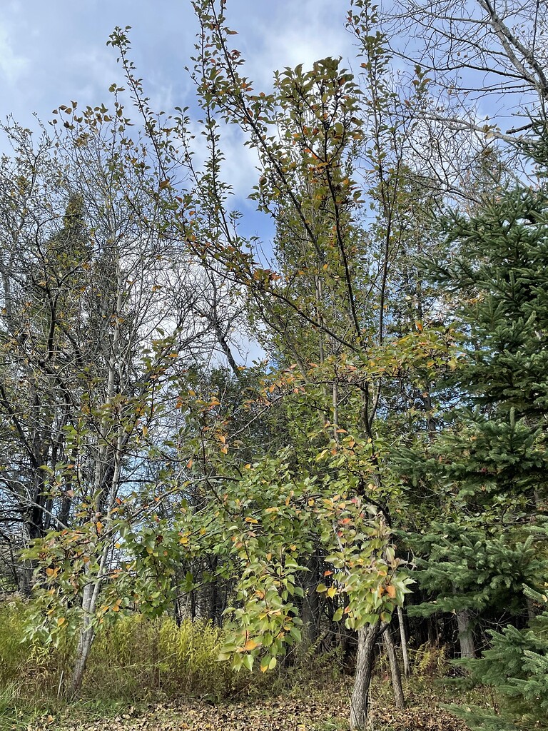 Need Help Identifying Cold-hardy, Late-Bearing Sweet Pear - General ...