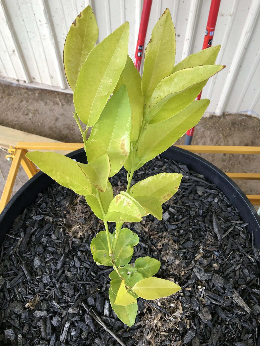 Citrus in Containers with serious Nitrogen Deficiency - Need Advice ...