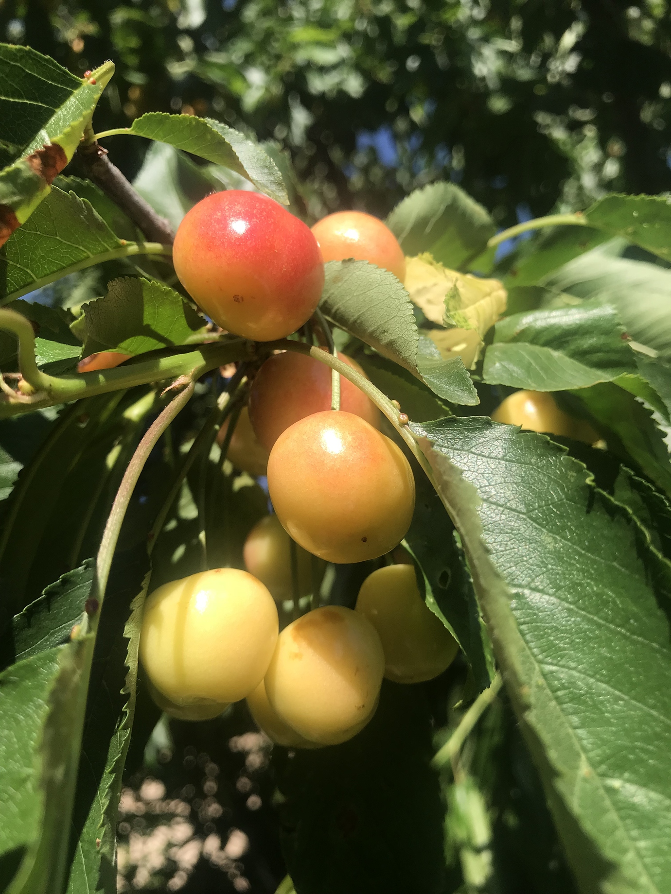 Royal Rainier are Starting to Royally Blush - General Fruit Growing ...