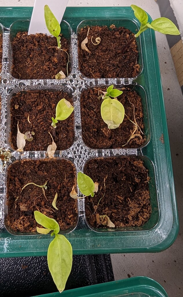 What's wrong with my pepper seedlings? - General Gardening - Growing Fruit