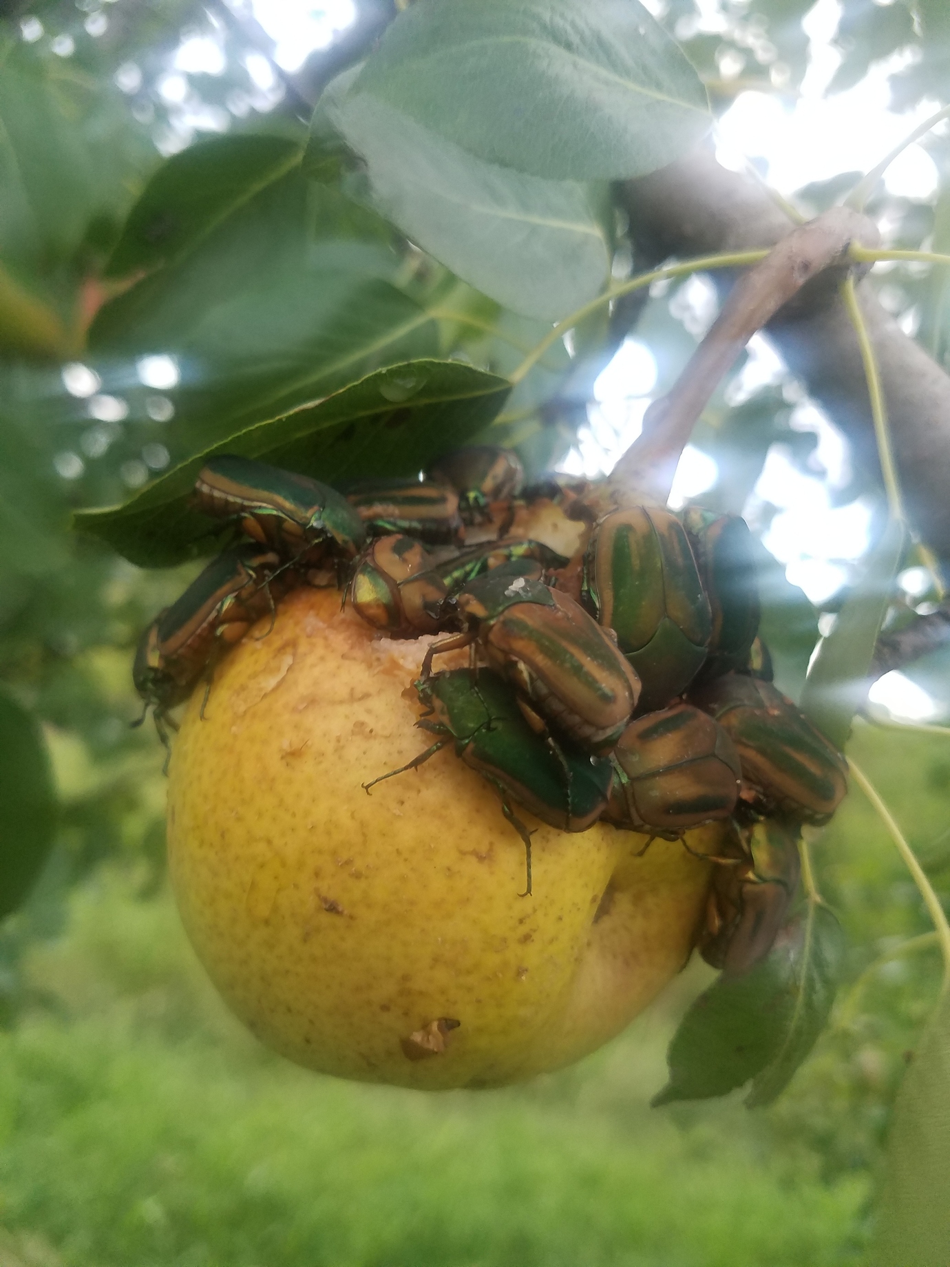 The Ultimate Japanese Beetle trap - General Fruit Growing - Growing Fruit