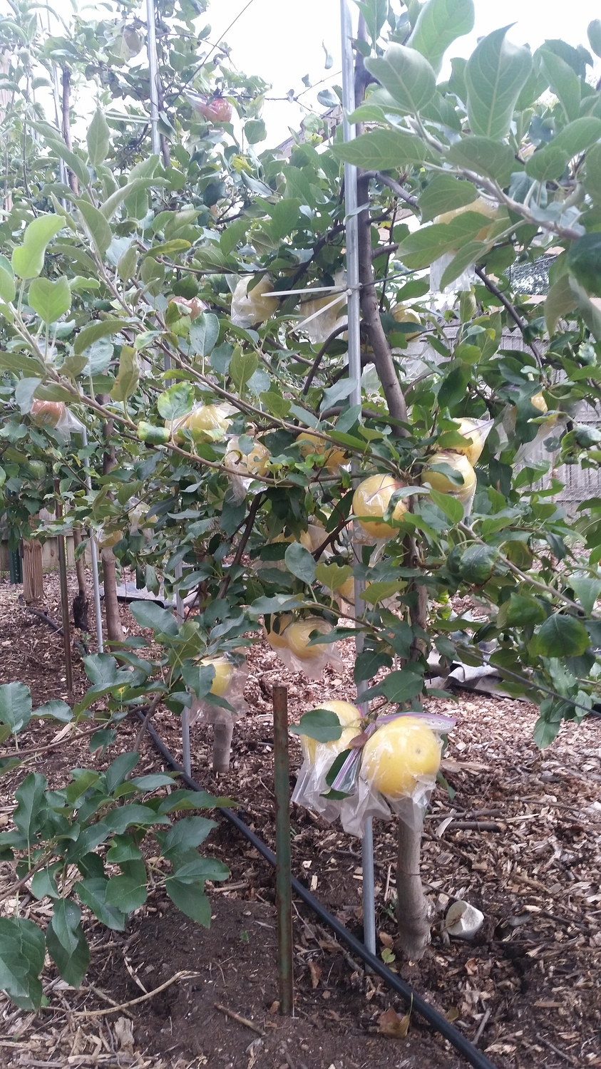Bagging fruits on the tree, for insect and disease protection - General ...
