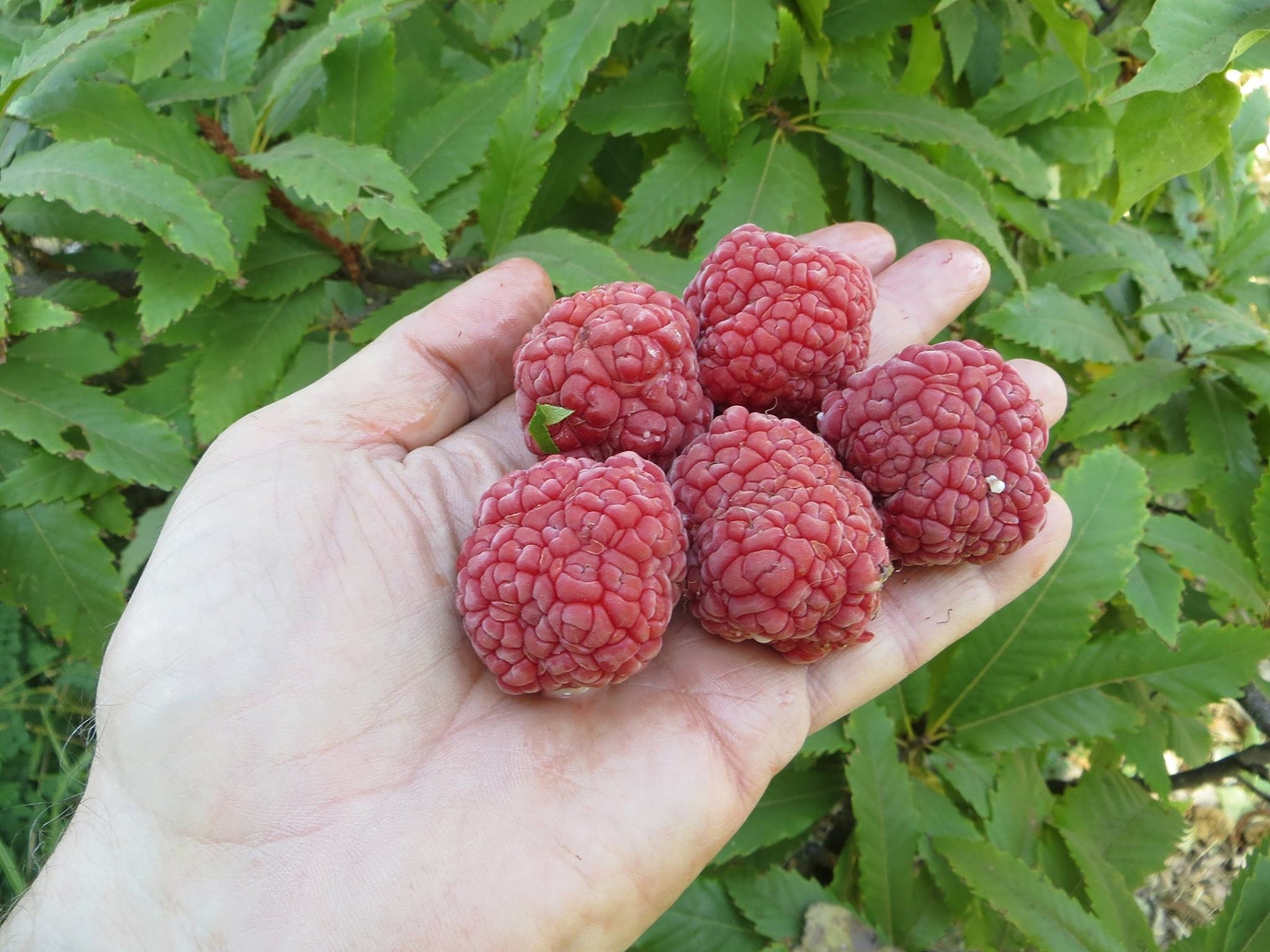 Che fruit - Page 15 - General Fruit Growing - Growing Fruit