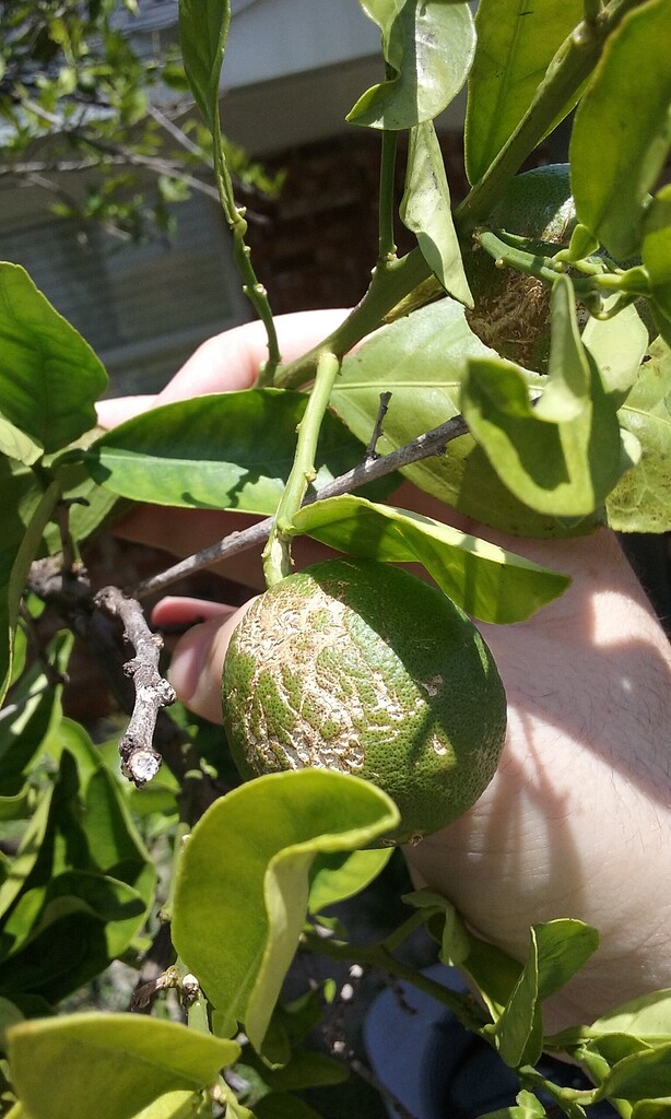 Is this bird damage on my oranges? - General Fruit Growing - Growing Fruit