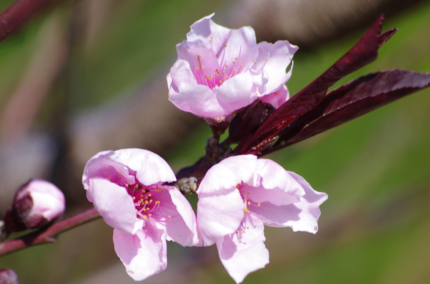 NectaPlum - Pictures! - Growing Fruit
