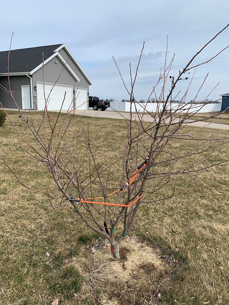 M111…did i head off TOO short? - General Fruit Growing - Growing Fruit