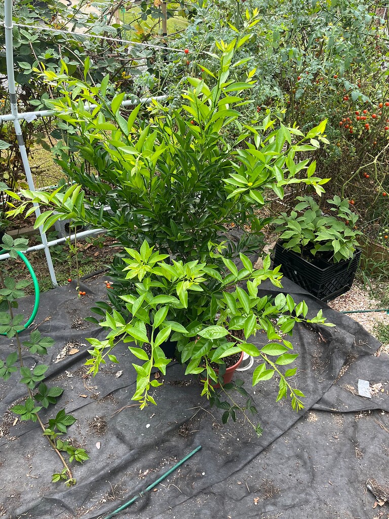 Kishu Mandarin Pruning? - General Fruit Growing - Growing Fruit