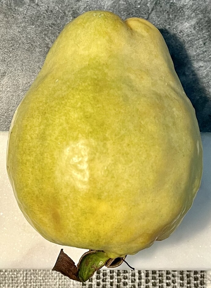 First Barbie Pink Guava - General Fruit Growing - Growing Fruit