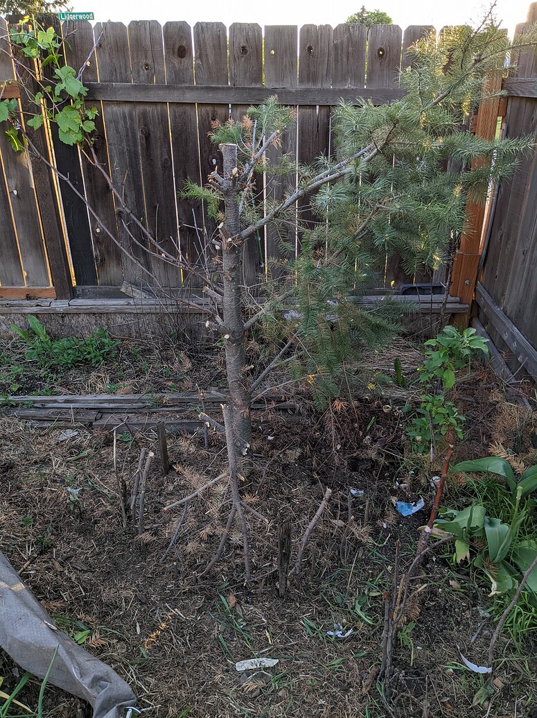 Ugly Trees Picture Thread - Pictures! - Growing Fruit