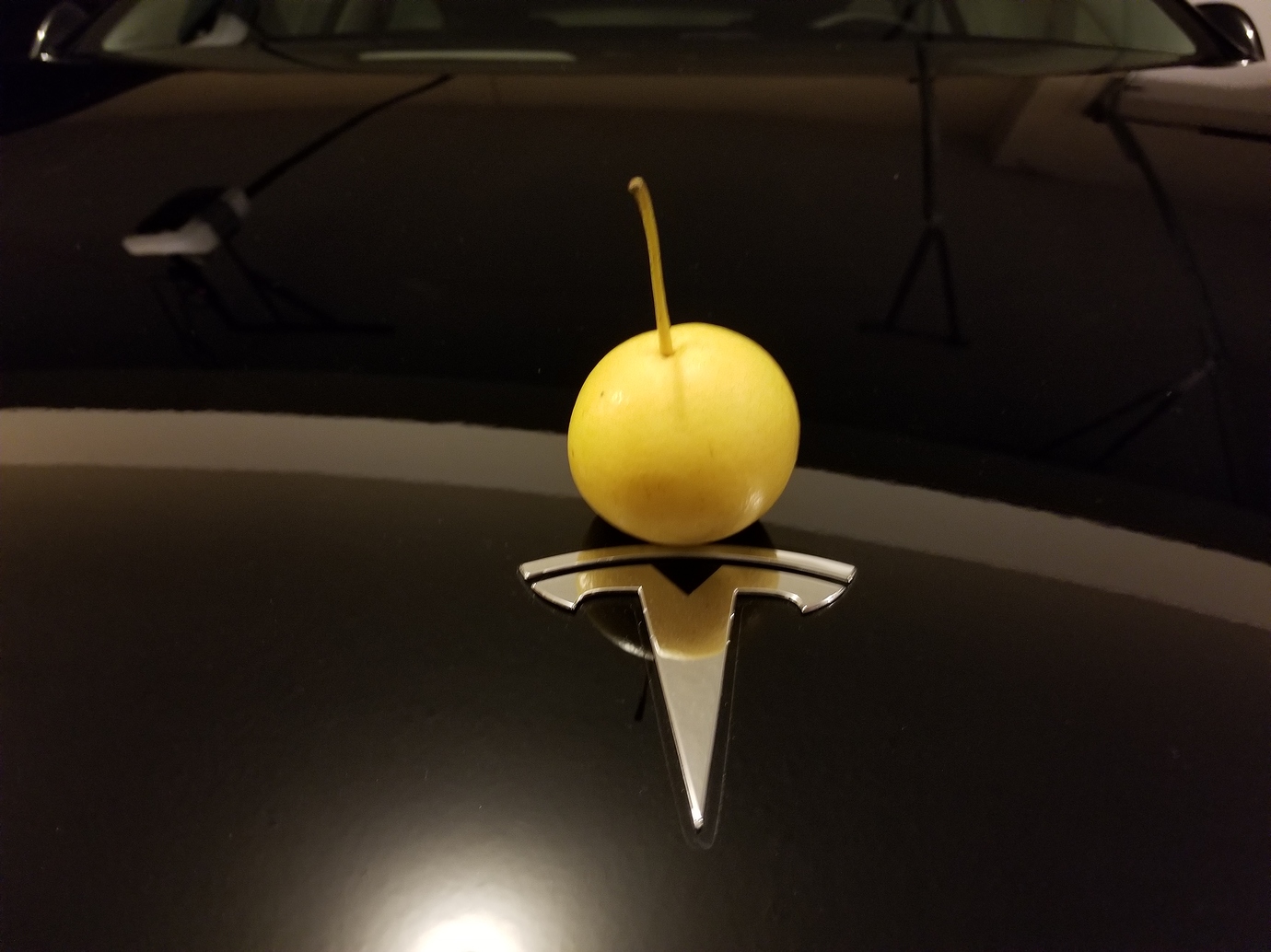 Pai Li Asian pear - General Fruit Growing - Growing Fruit