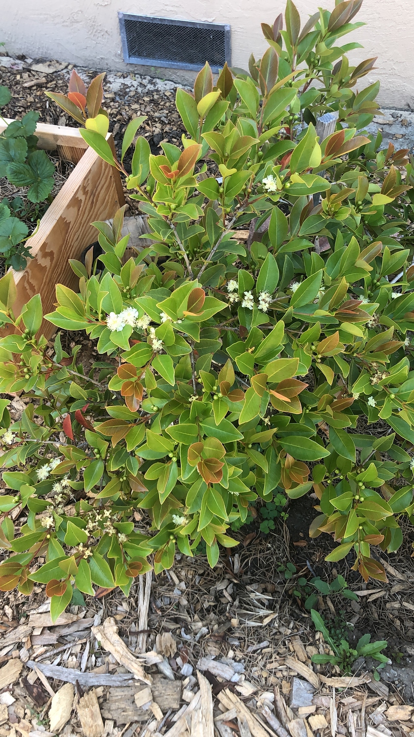 Growing different varieties of Guava - General Fruit Growing - Growing ...