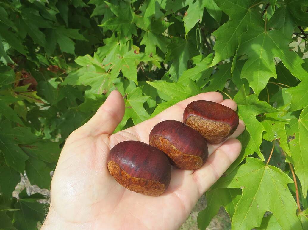 Auburn University chestnuts - General Fruit Growing - Growing Fruit