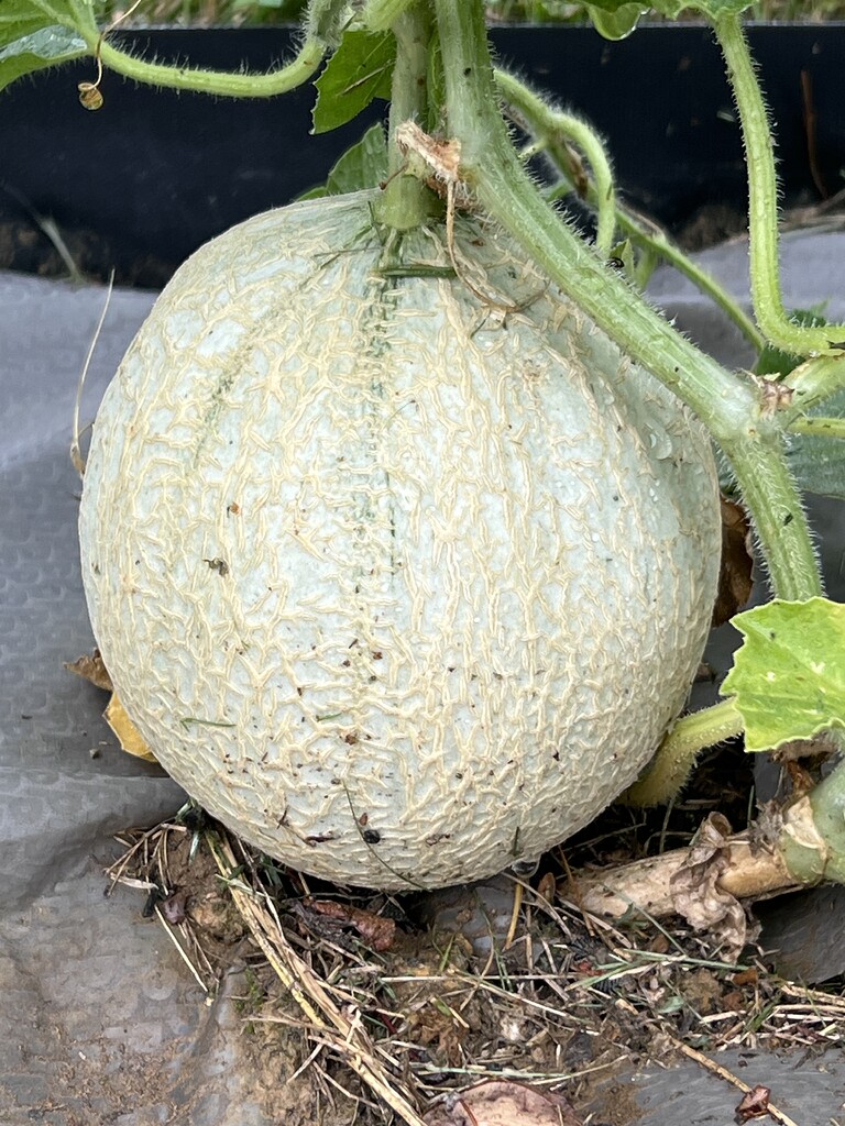 2024 Melons - General Fruit Growing - Growing Fruit