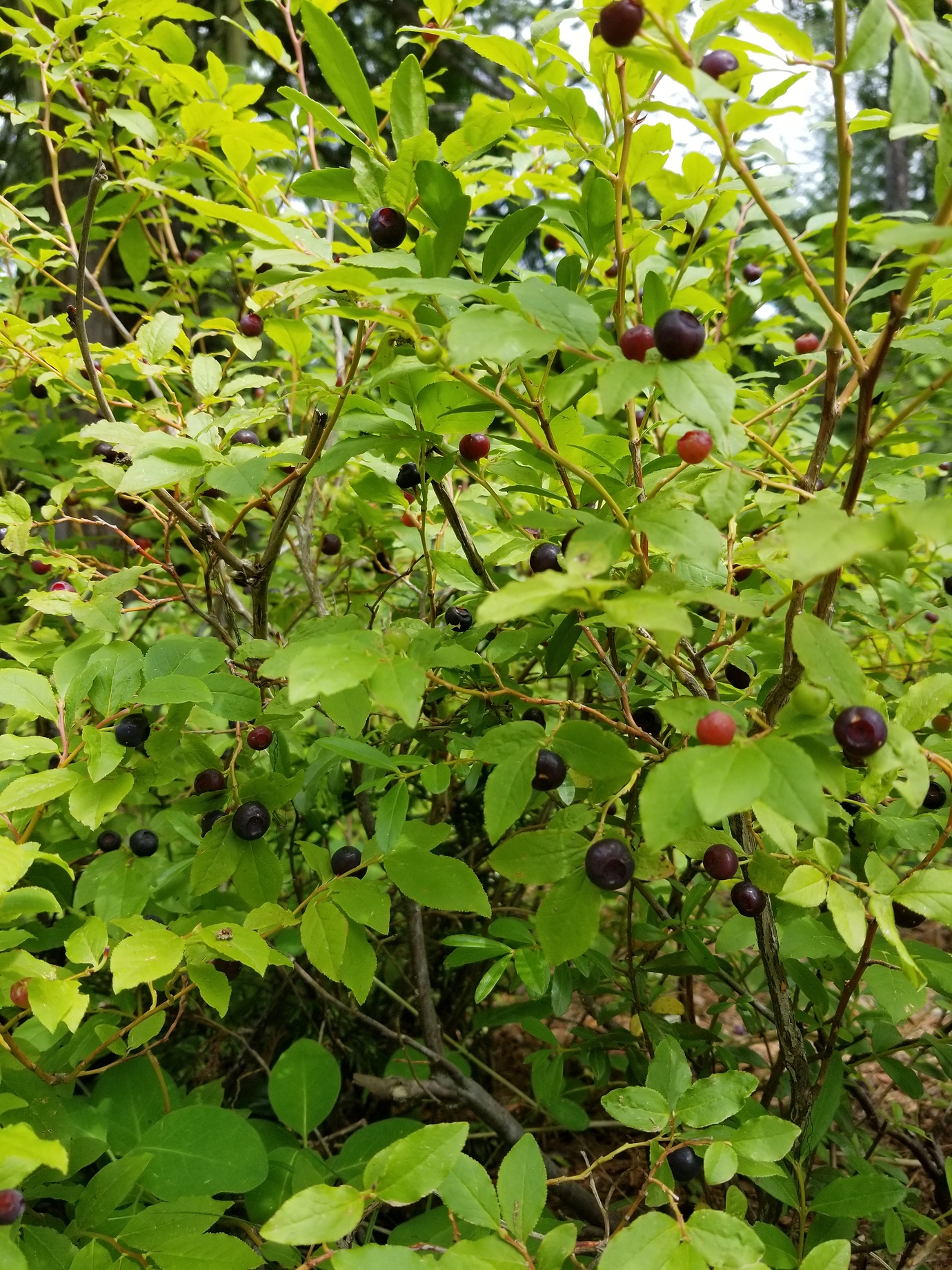Huckleberry Season has Begun - General Fruit Growing - Growing Fruit