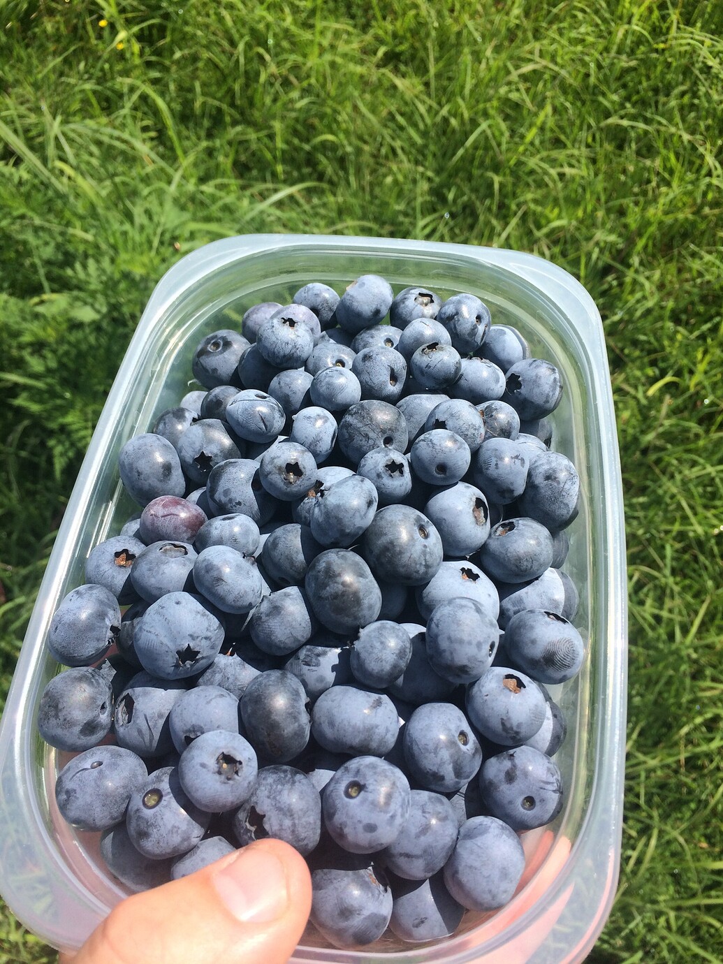 Blueberry Orchard today - Pictures! - Growing Fruit