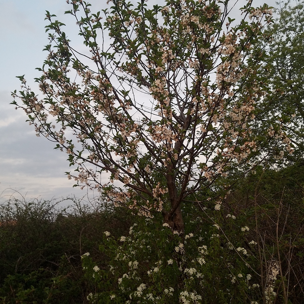 Mahaleb - the perfect cherry rootstock in dry areas - General Fruit ...