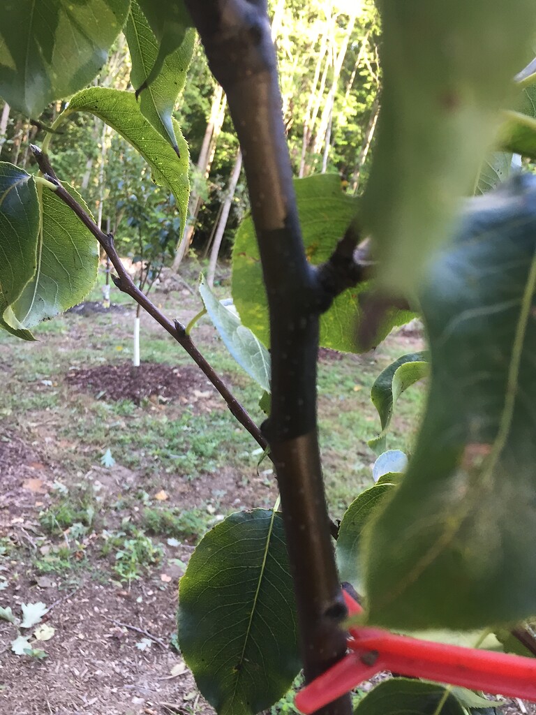 Is this fireblight and what are the dots on the Asain Pear Trees ...