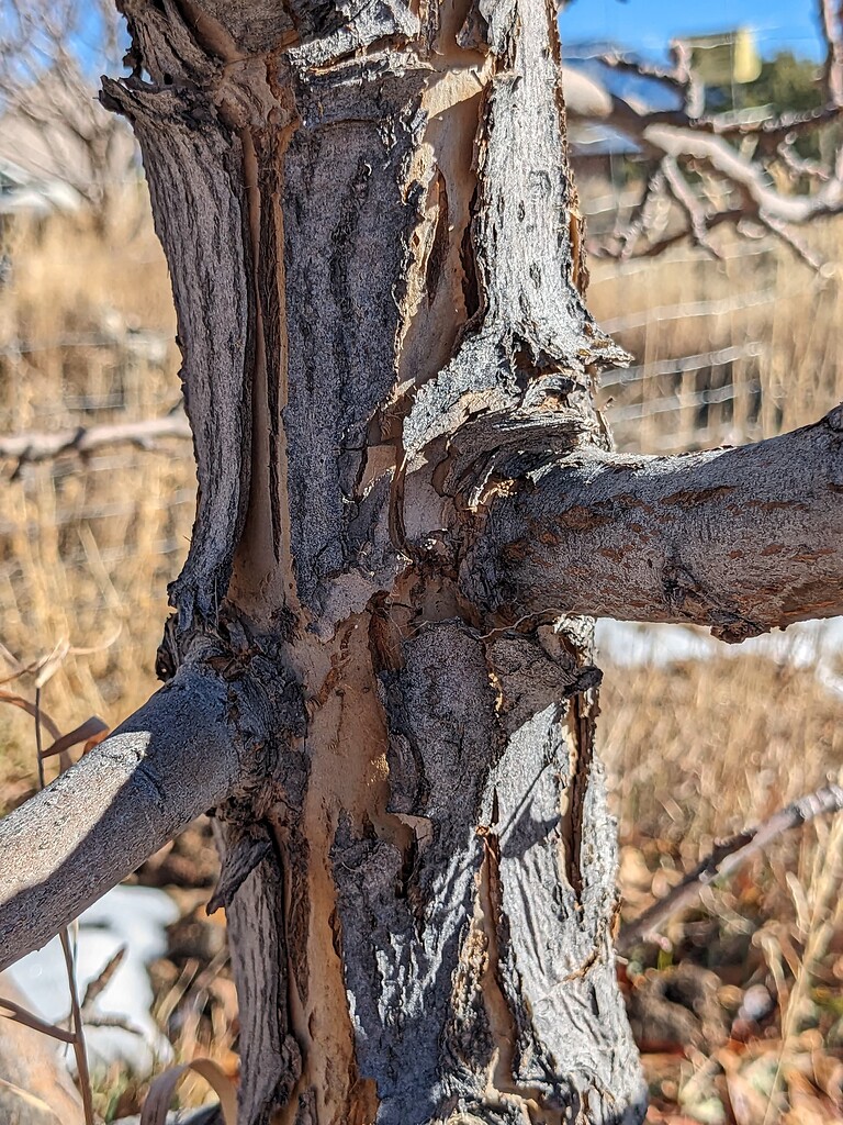 Bark peeling on my Heyer apple - General Fruit Growing - Growing Fruit