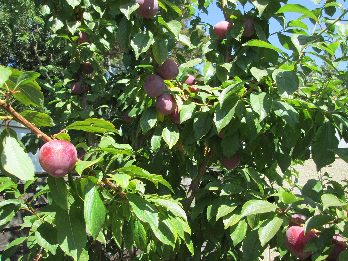 Candy Heart Pluerry - General Fruit Growing - Growing Fruit