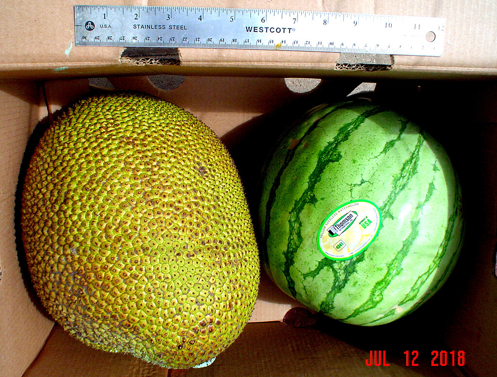Most massive fruits in the universe - General Fruit Growing - Growing Fruit