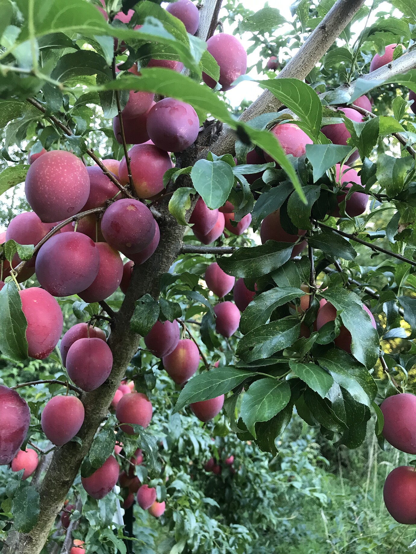 Sweet Treat Pluerry in Maritime Pacific Northwest - General Fruit ...