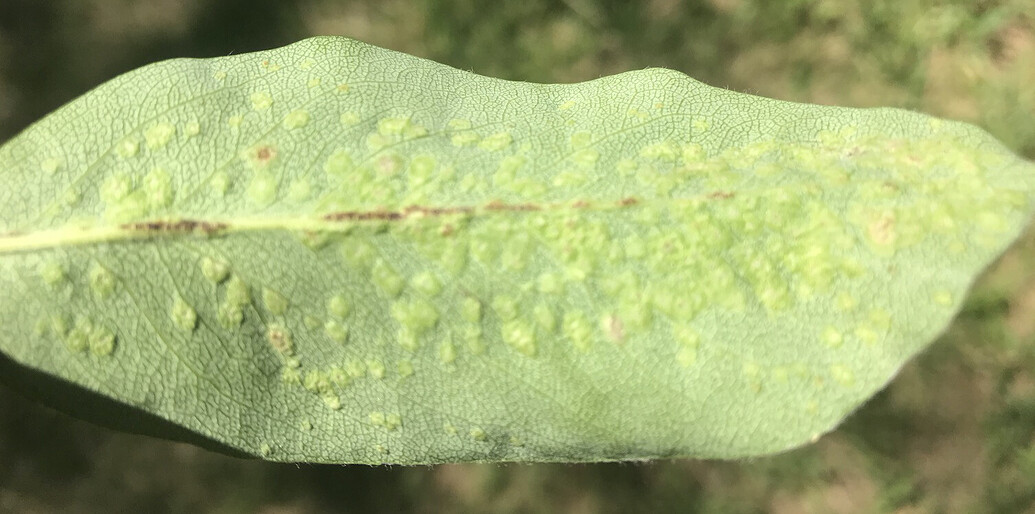 Pear Leaf Blister Mites - late stage - General Fruit Growing - Growing ...